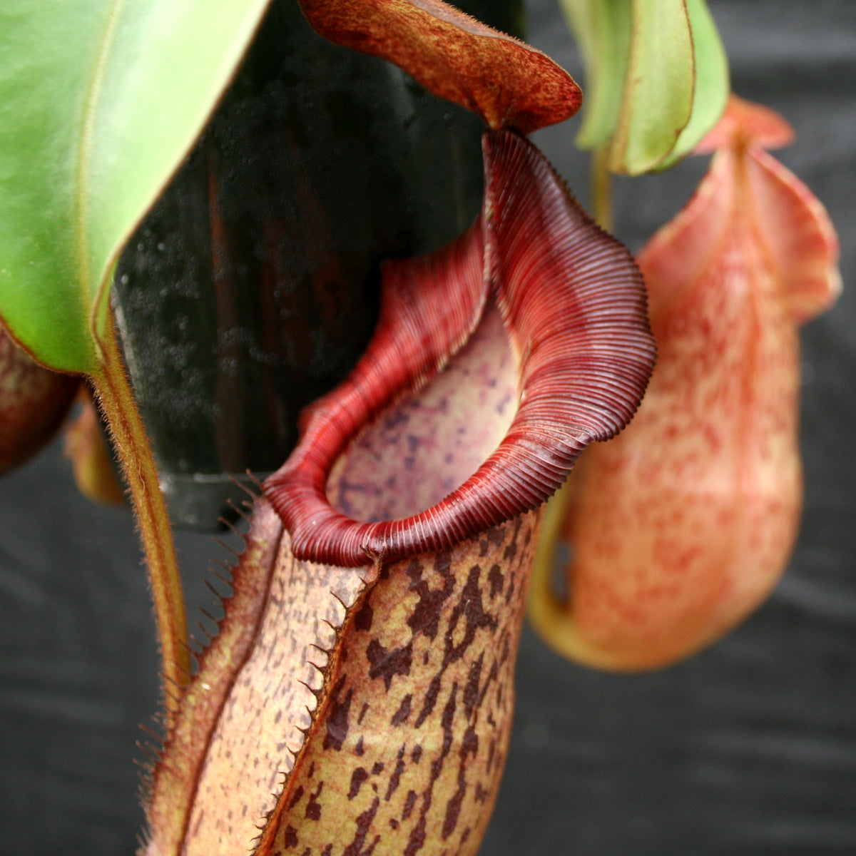 Nepenthes (spathulata x spectabilis) "BE Best" x veitchii "Pink Candy ...