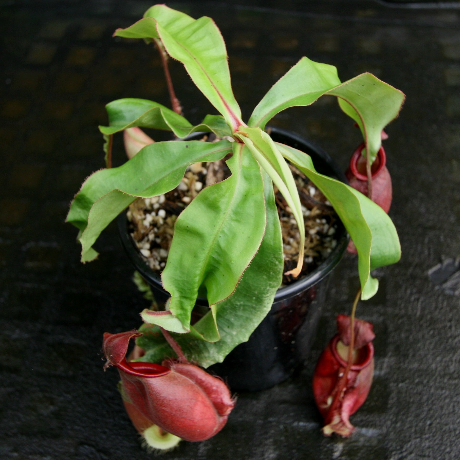 Nepenthes mirabilis winged x ampullaria Black Miracle – Carnivero