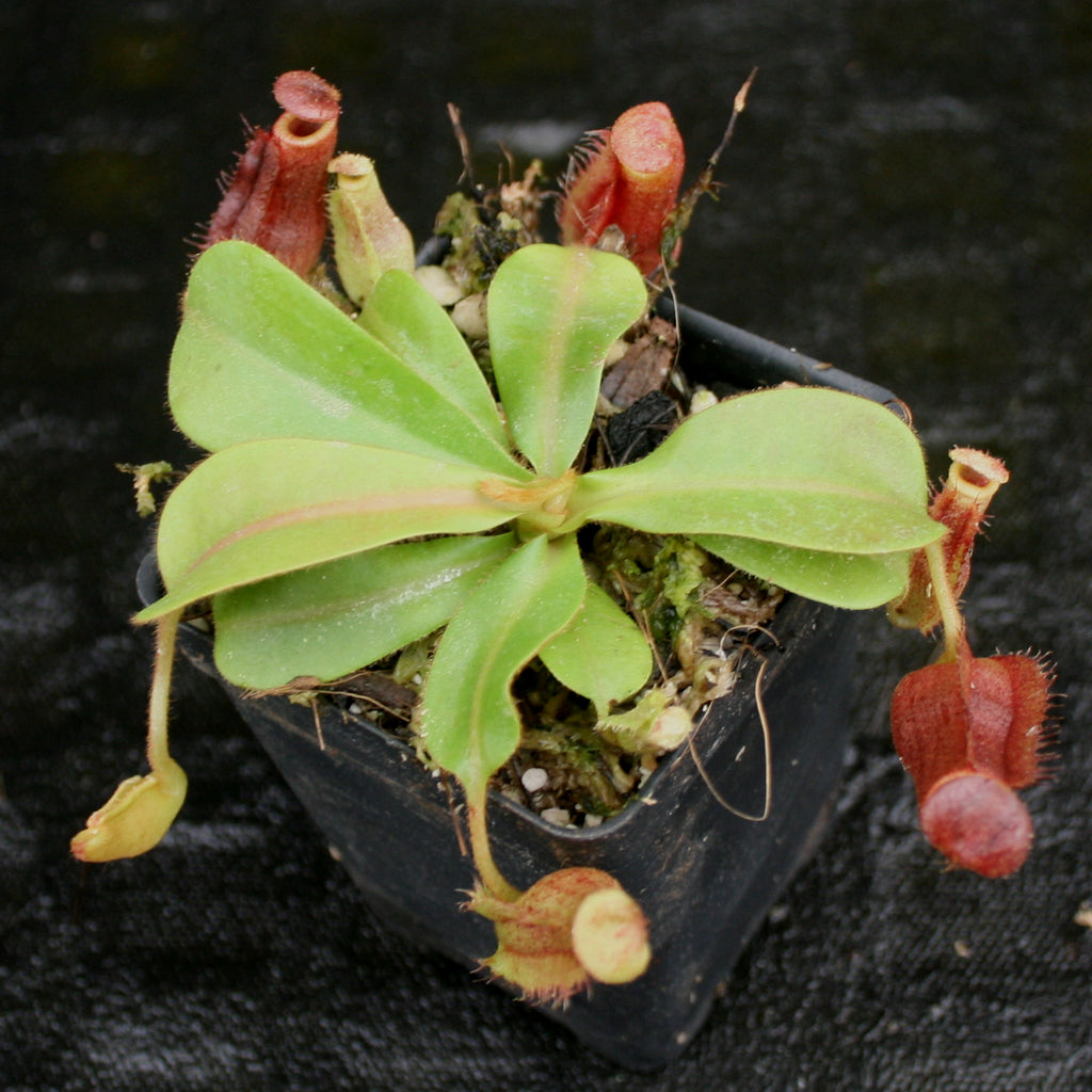 Nepenthes veitchii "Big Mama" x Redonkulas, CAR-0152 – Carnivero