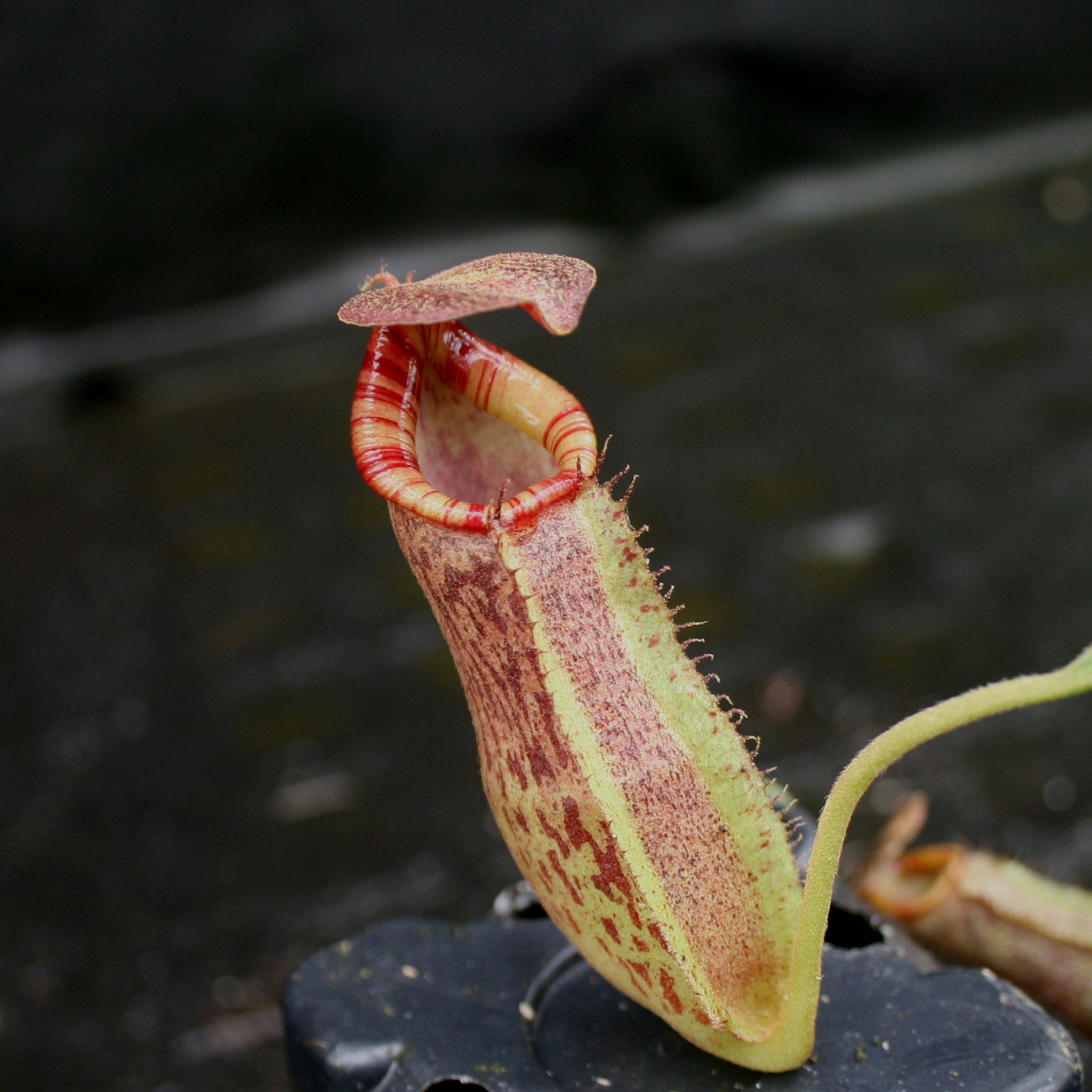 Nepenthes (spathulata x spectabilis) "BE Best" x [(spathulata x aristo ...