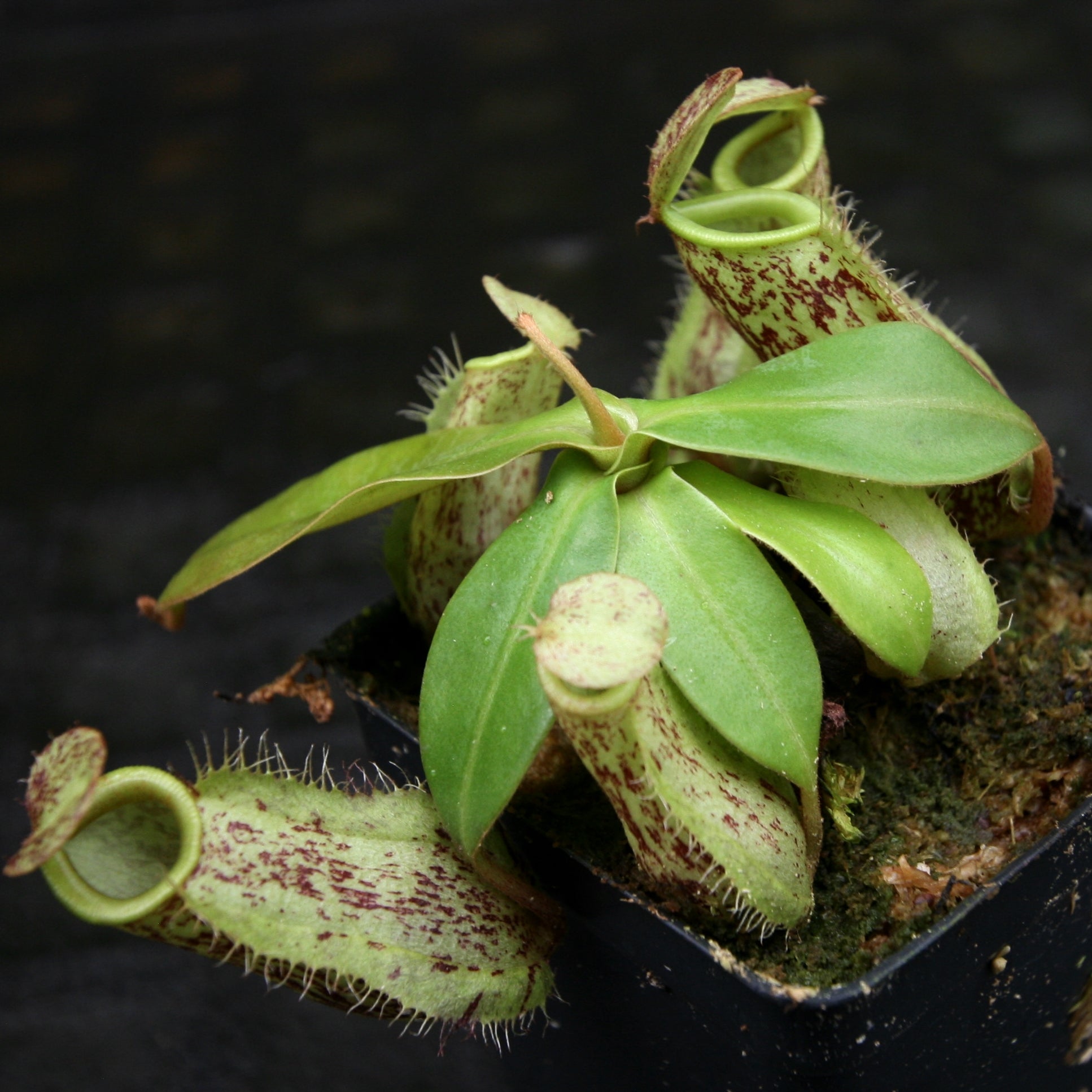 Nepenthes ampullaria Red Tricolor x (sibuyanensis x merrilliana), CAR ...