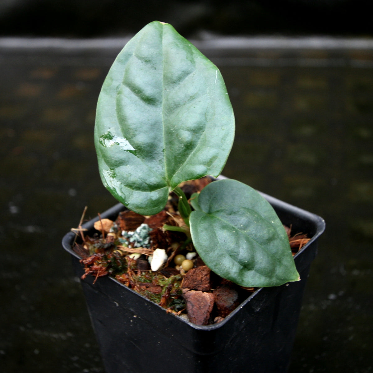 Anthurium forgetii 'Silver' x rugulosum, CAR-0246 – Carnivero