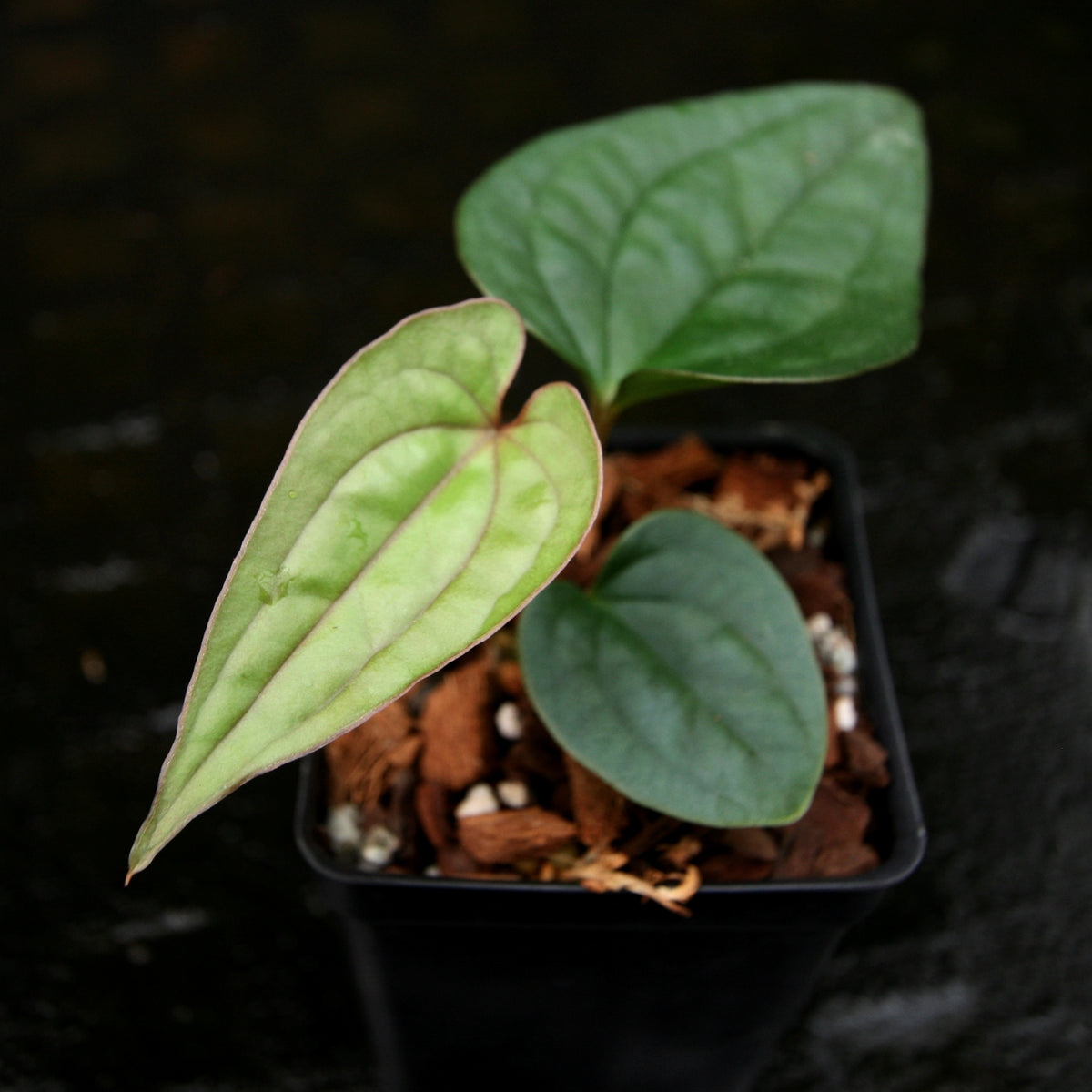 Anthurium papillilaminum x luxurians, CAR-0247 – Carnivero