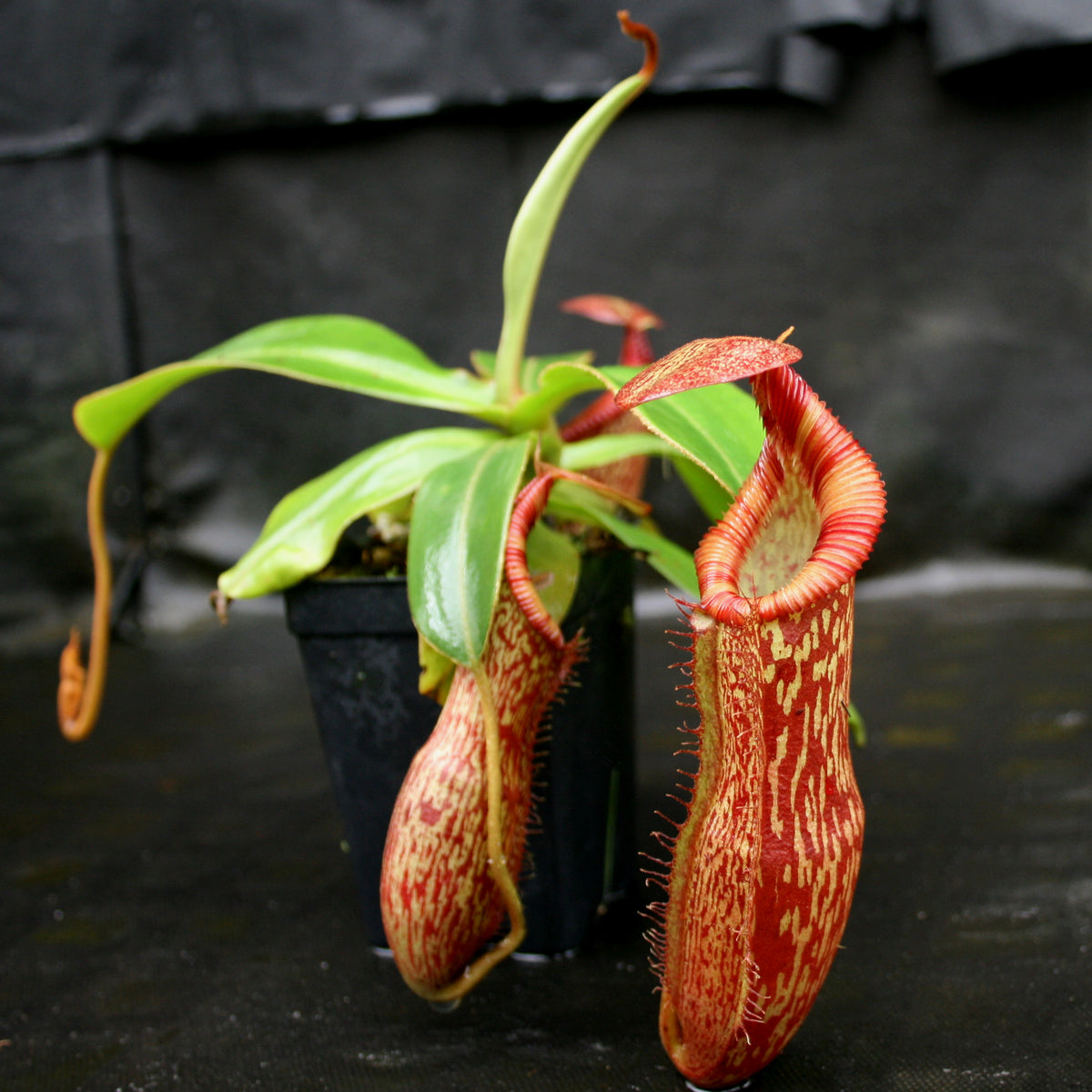 Nepenthes spectabilis x edwardsiana – Carnivero