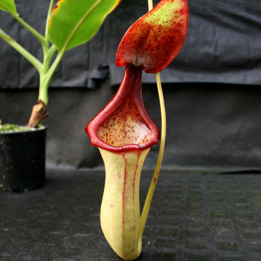 Nepenthes truncata x ephippiata – Carnivero