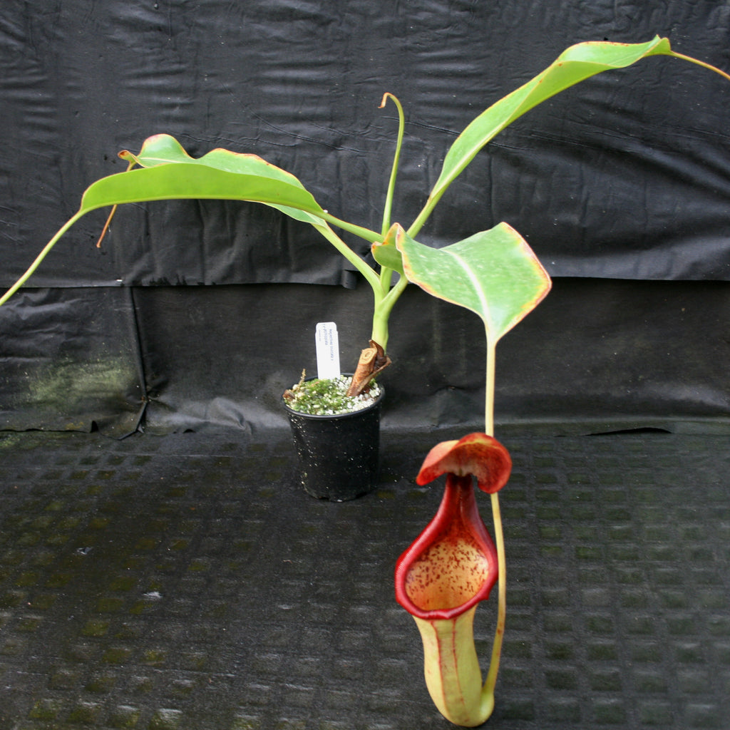 Nepenthes truncata x ephippiata – Carnivero