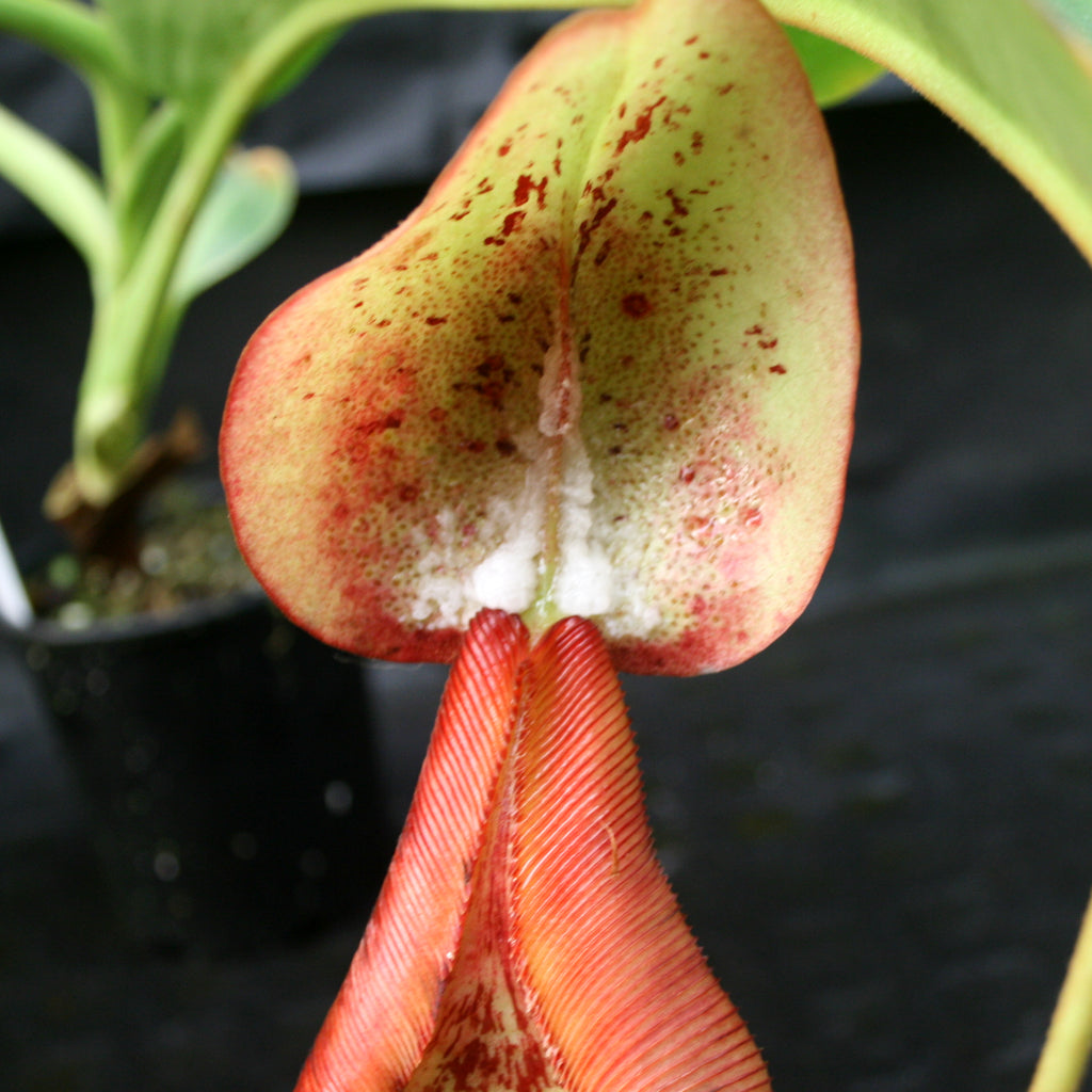Nepenthes truncata x ephippiata – Carnivero