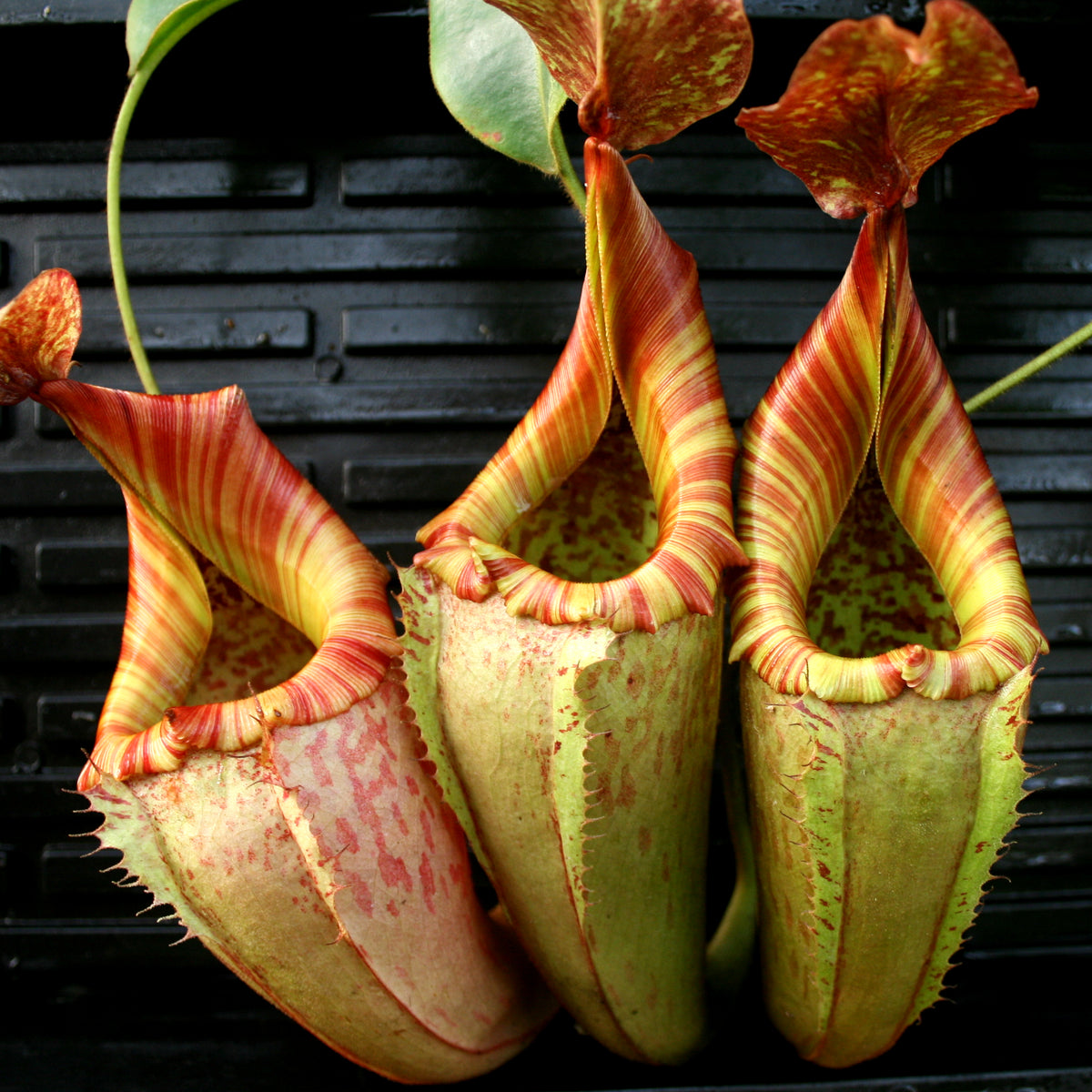 Nepenthes maxima x veitchii HL – Carnivero