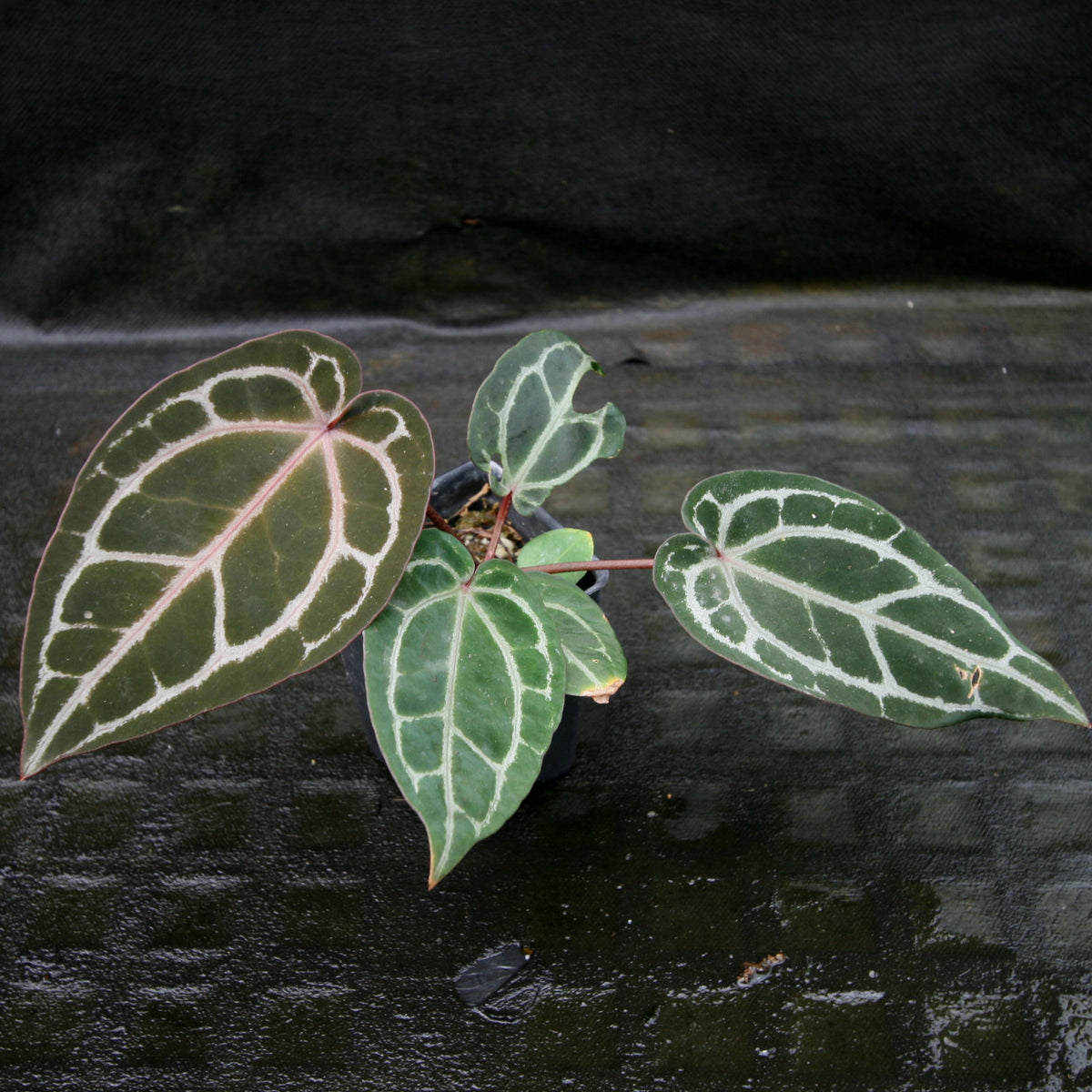 Anthurium Doc Block - F2 – Carnivero