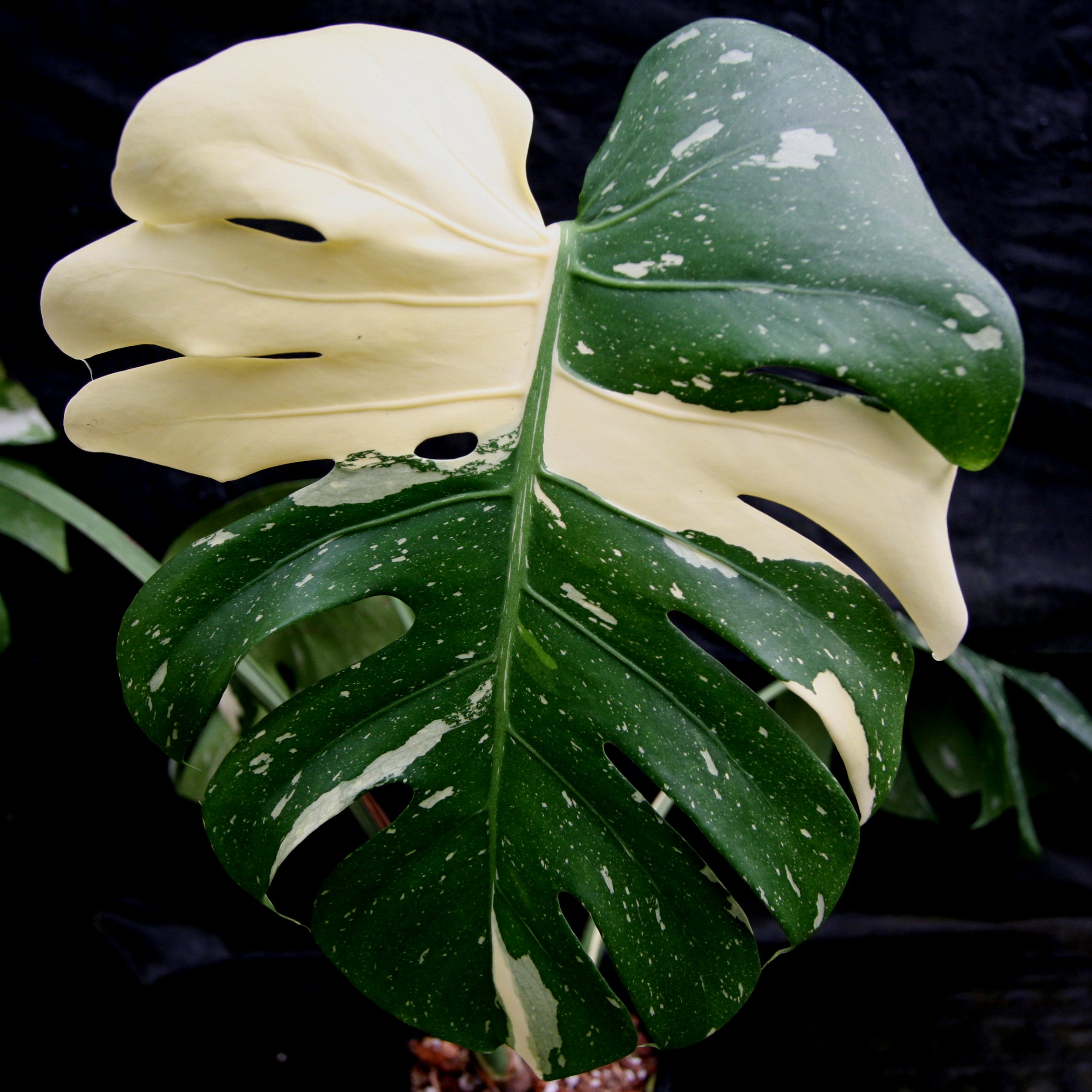 Monstera deliciosa 'Thai Constellation' – Carnivero