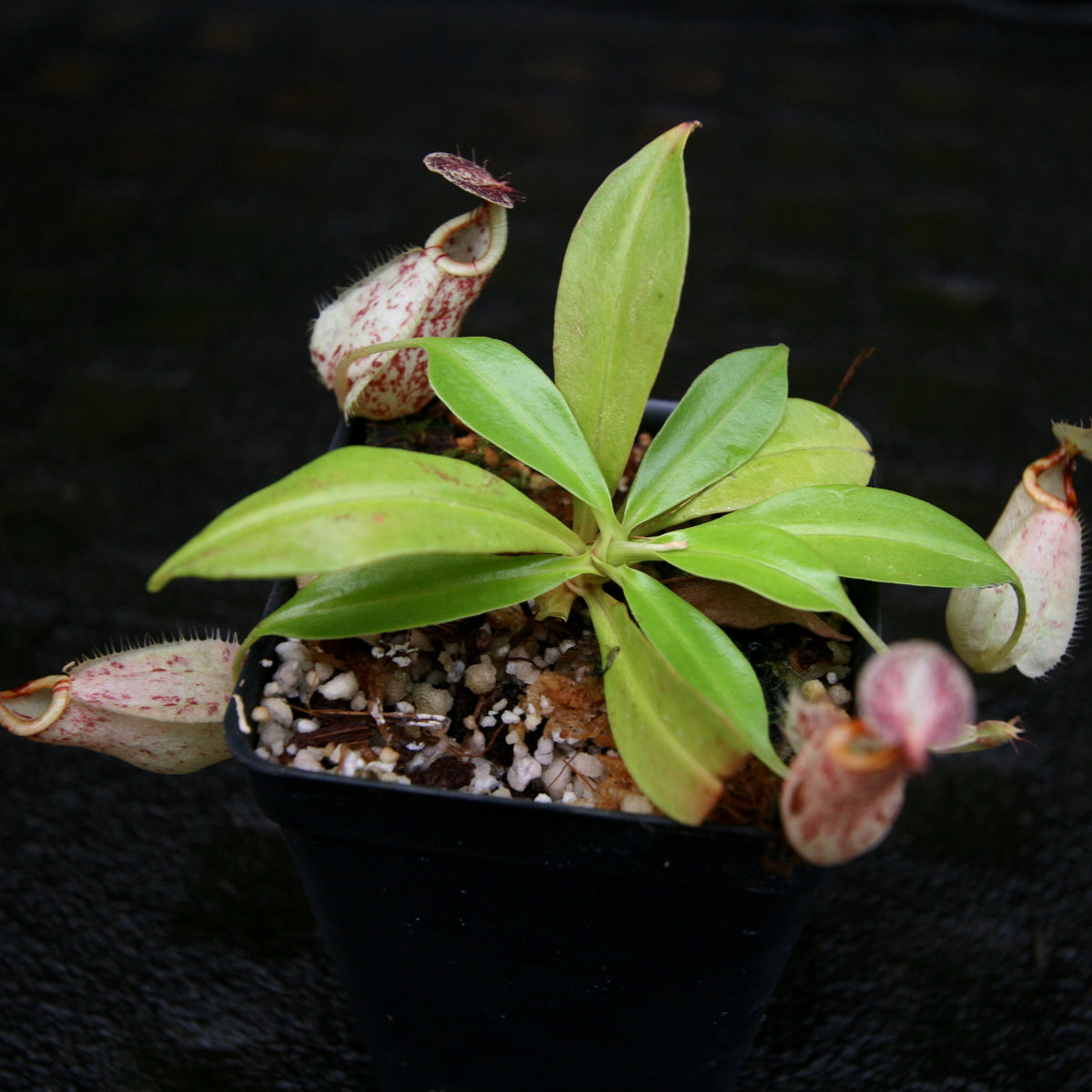 Nepenthes rafflesiana, BE-4519 – Carnivero