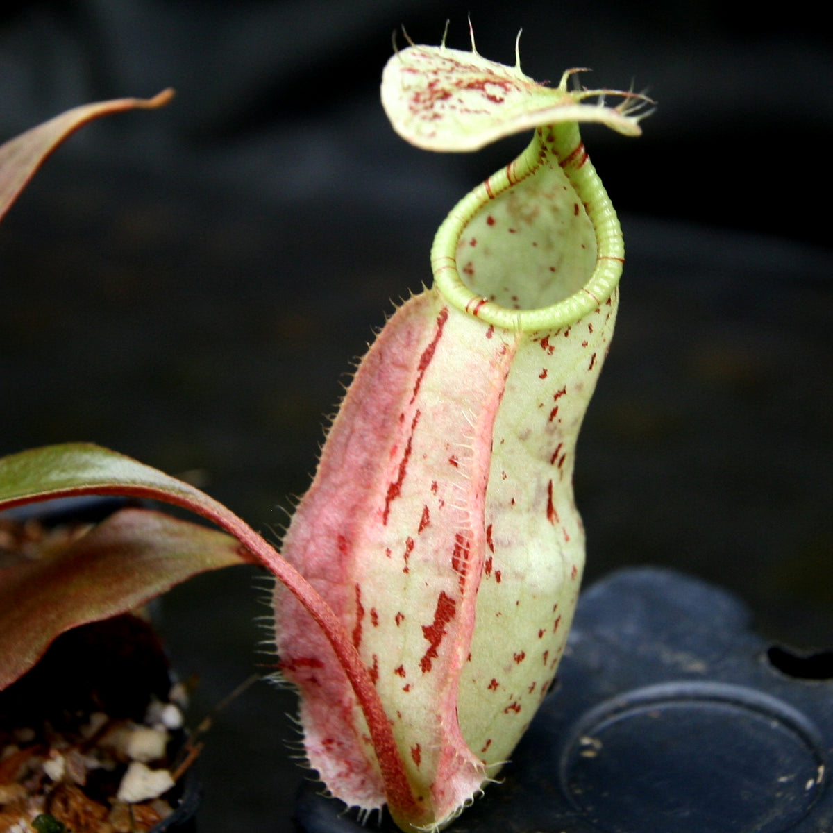 Nepenthes rafflesiana, BE-3141 – Carnivero