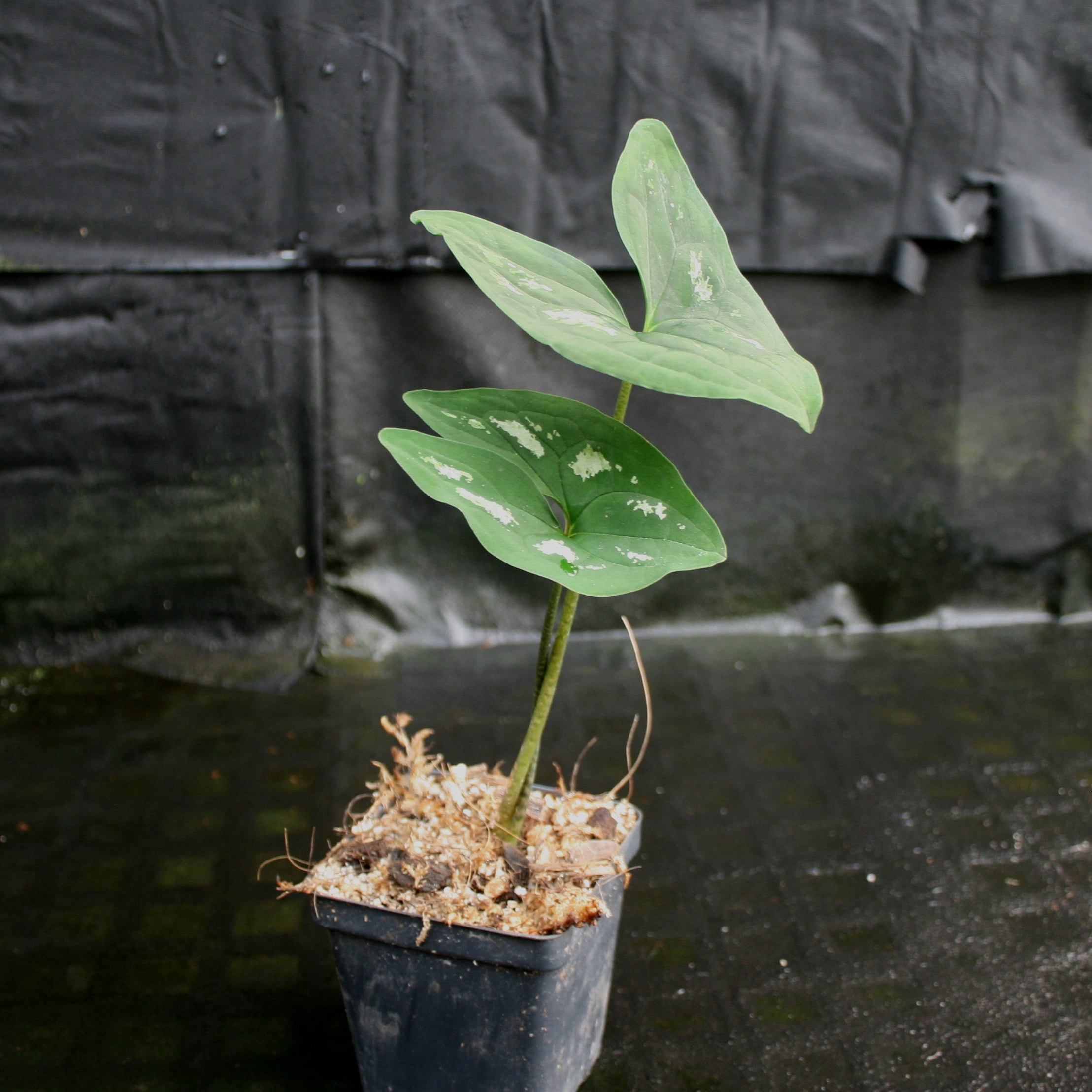 Ulearum donburnsii – Carnivero