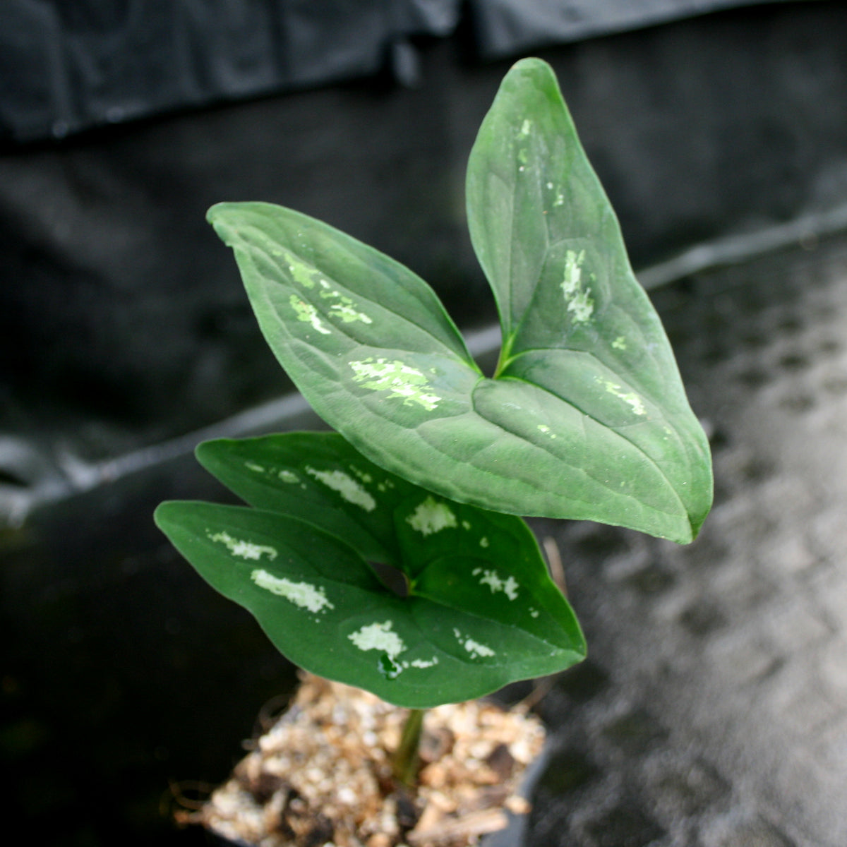 Ulearum donburnsii – Carnivero