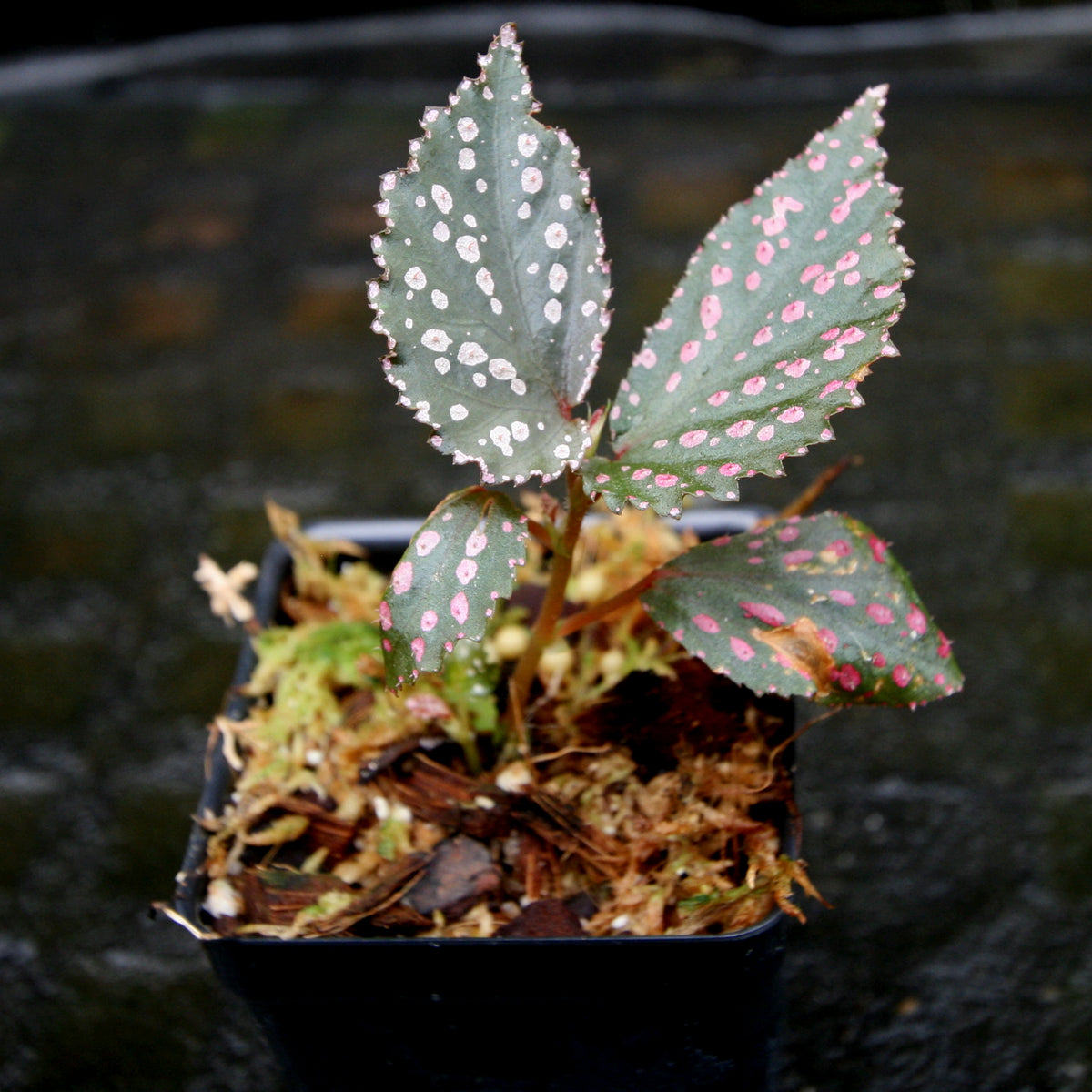 Begonia sp. "Hairy Spot" – Carnivero
