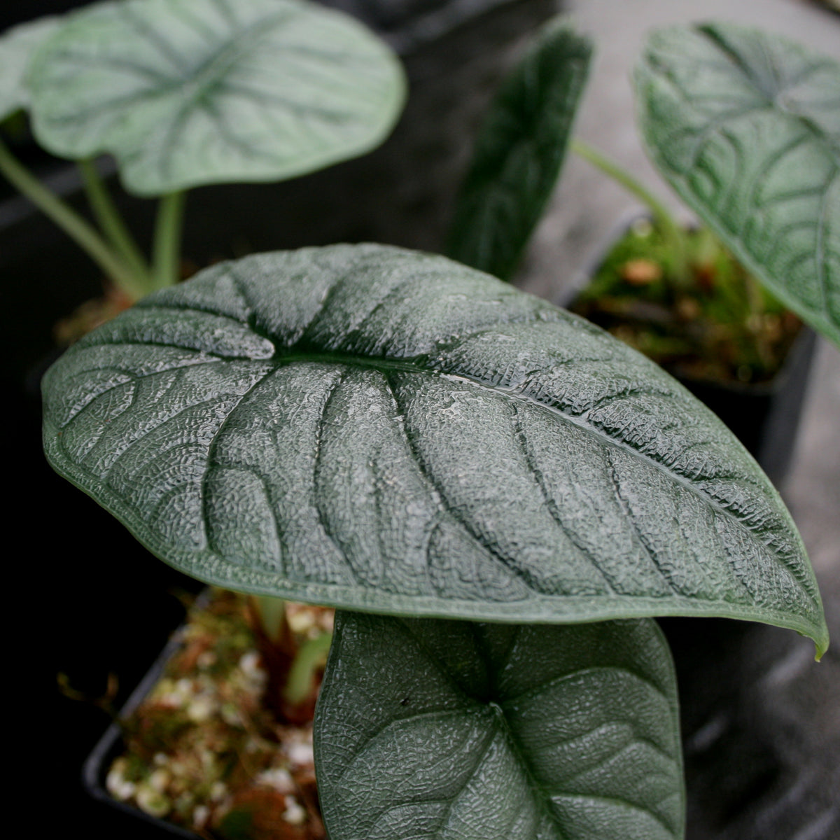 Alocasia Melo – Carnivero
