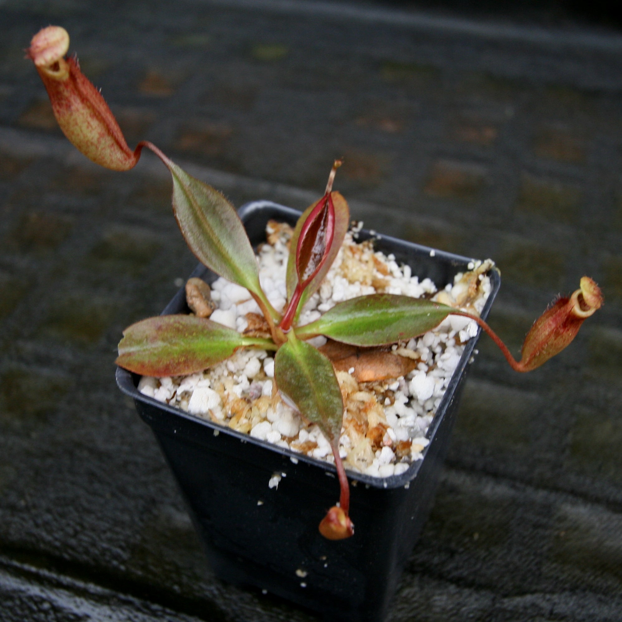 Nepenthes rajah x peltata – Carnivero