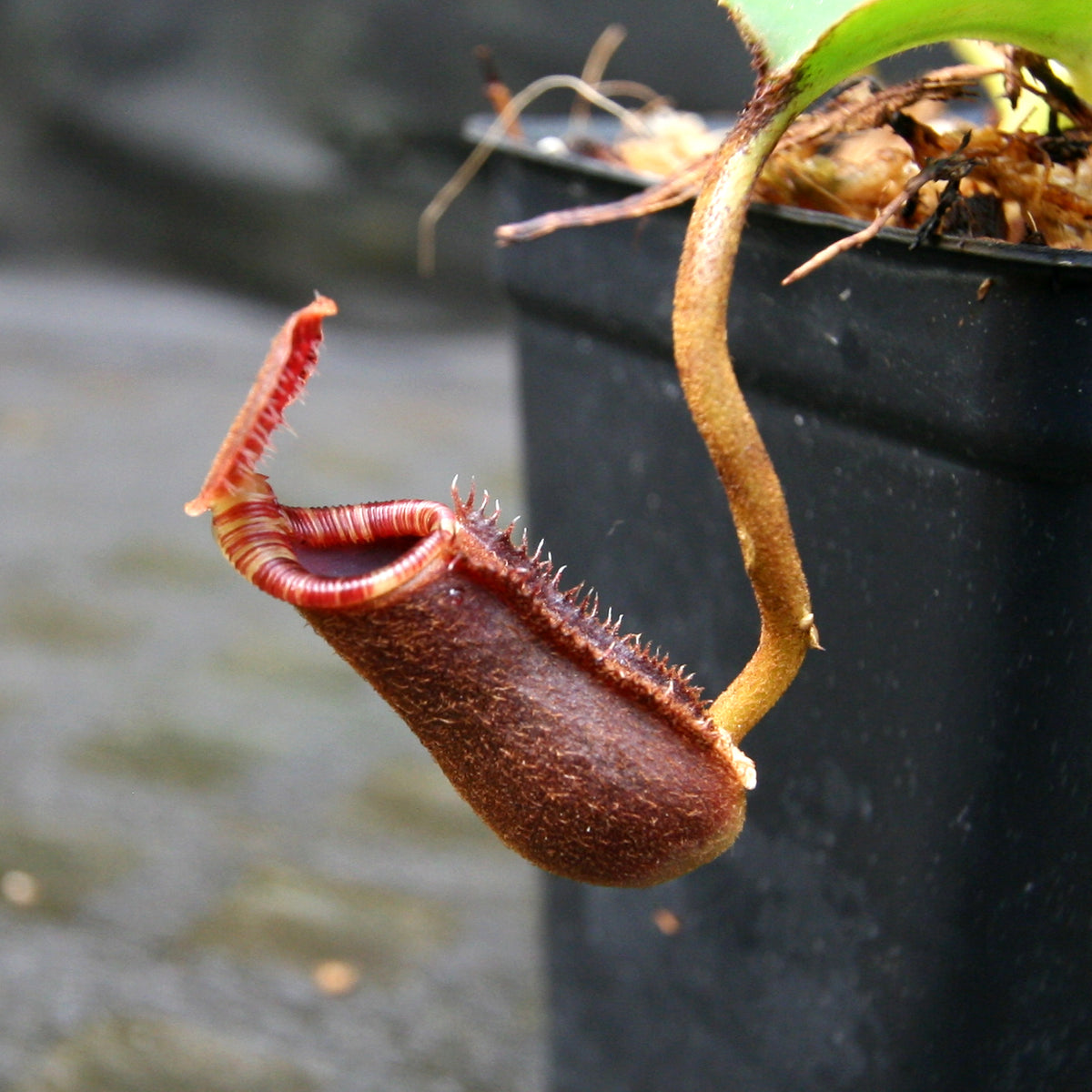 Nepenthes lowii Trusmadi – Carnivero