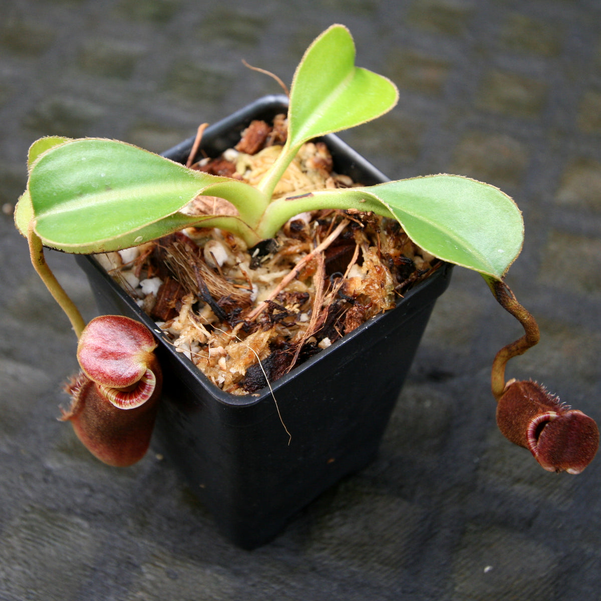 Nepenthes lowii Trusmadi – Carnivero