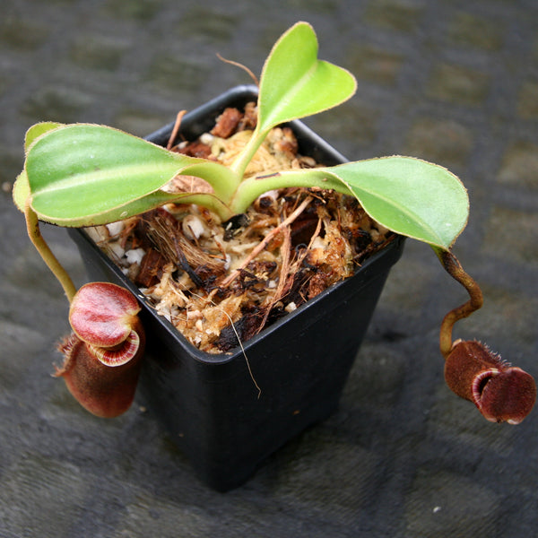 Nepenthes lowii Trusmadi – Carnivero