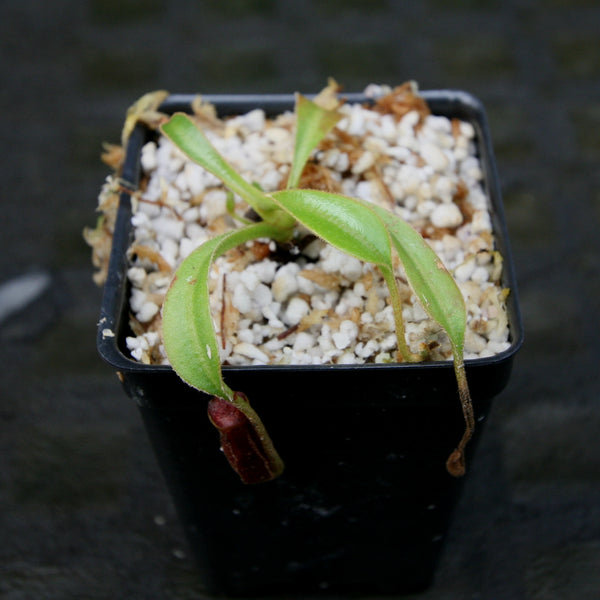 Nepenthes lowii Trusmadi – Carnivero