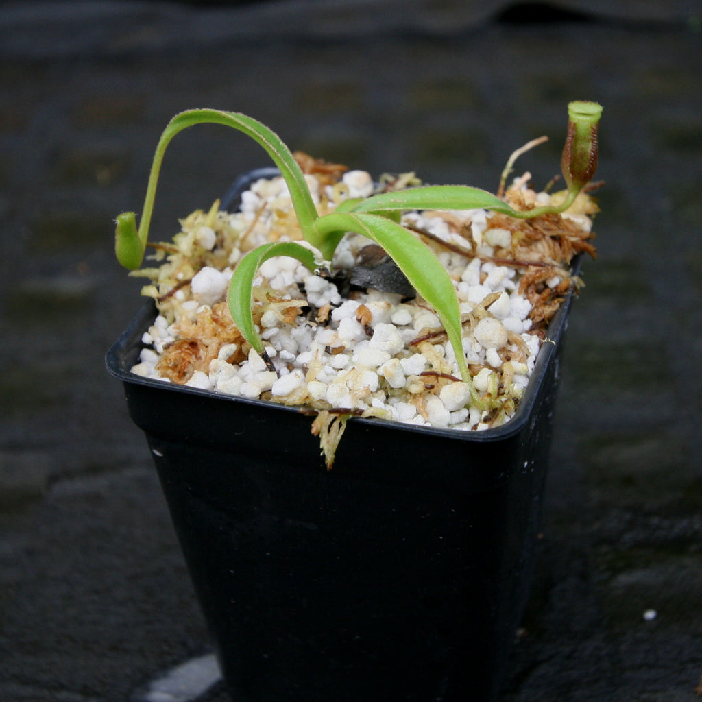 Nepenthes lowii Trusmadi – Carnivero