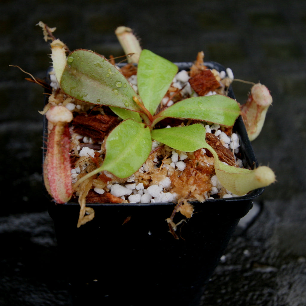 Nepenthes (spectabilis x lowii) x clipeata, CAR-0265 – Carnivero