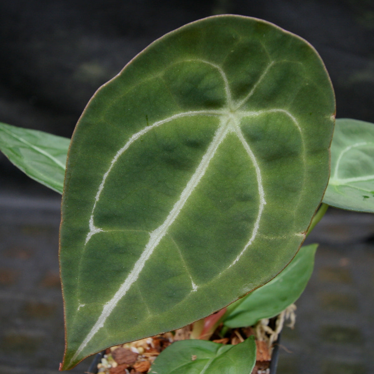 Anthurium forgetii (silver) X, CAR-0276 – Carnivero