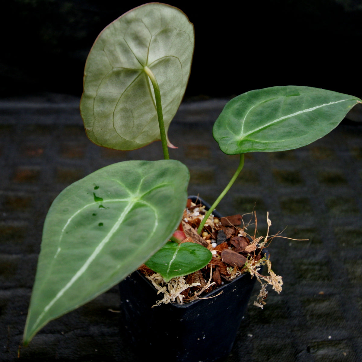 Anthurium forgetii (silver) X, CAR-0276 – Carnivero