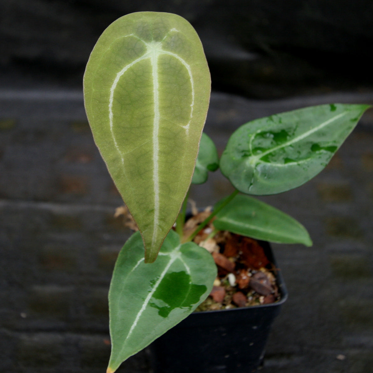 Anthurium forgetii (silver) X, CAR-0276 – Carnivero