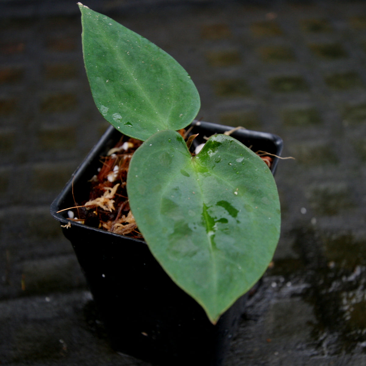 Anthurium forgetii Dark x papillilaminum SC2, CAR-0274 – Carnivero