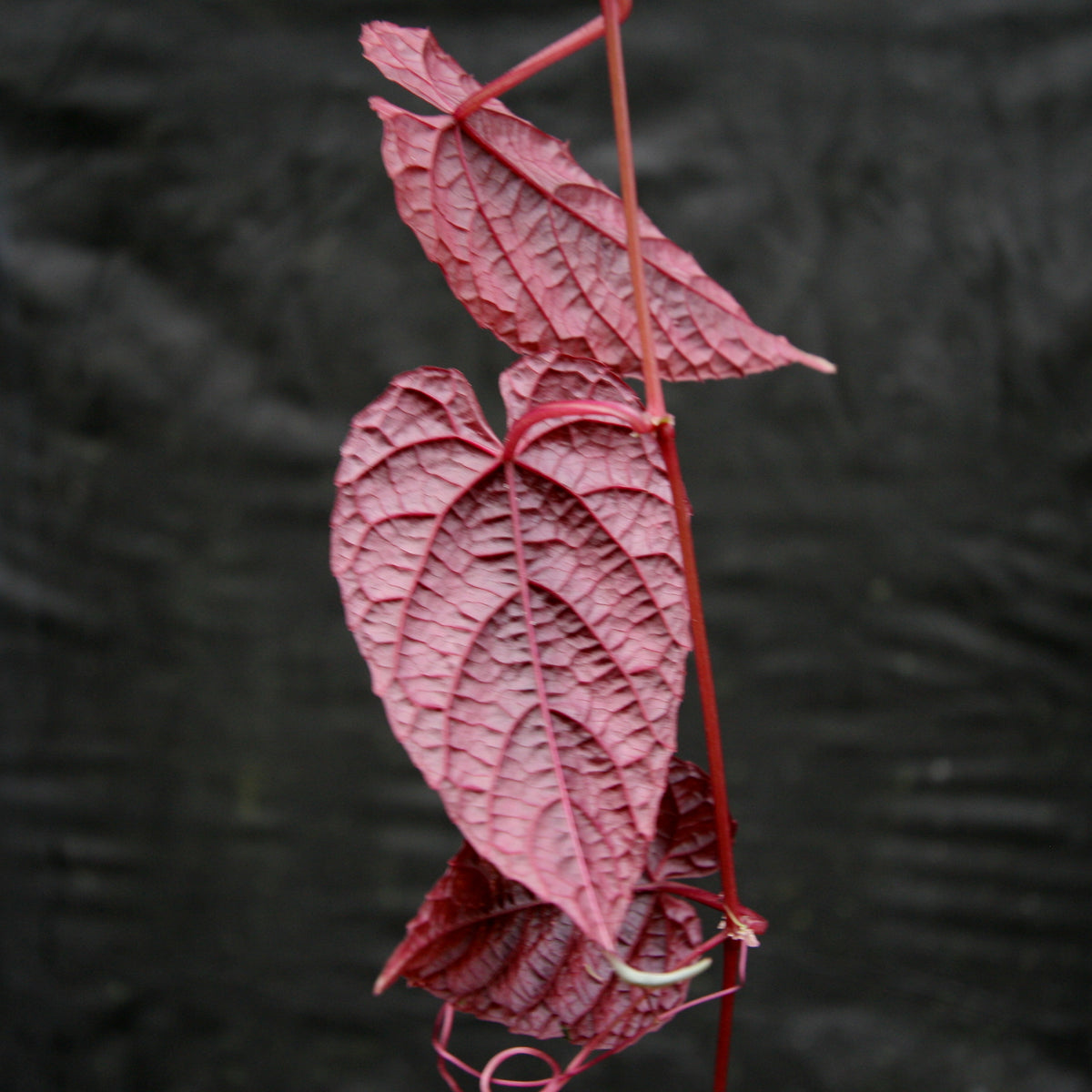 Cissus Discolor Carnivero