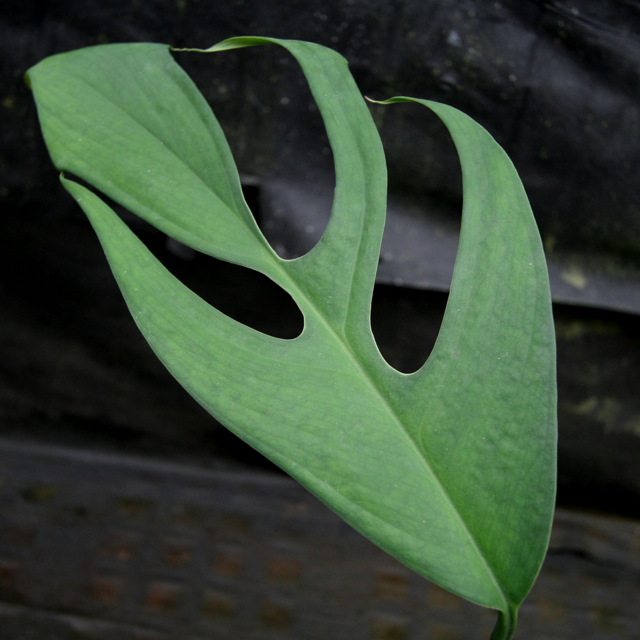 Monstera – Carnivero