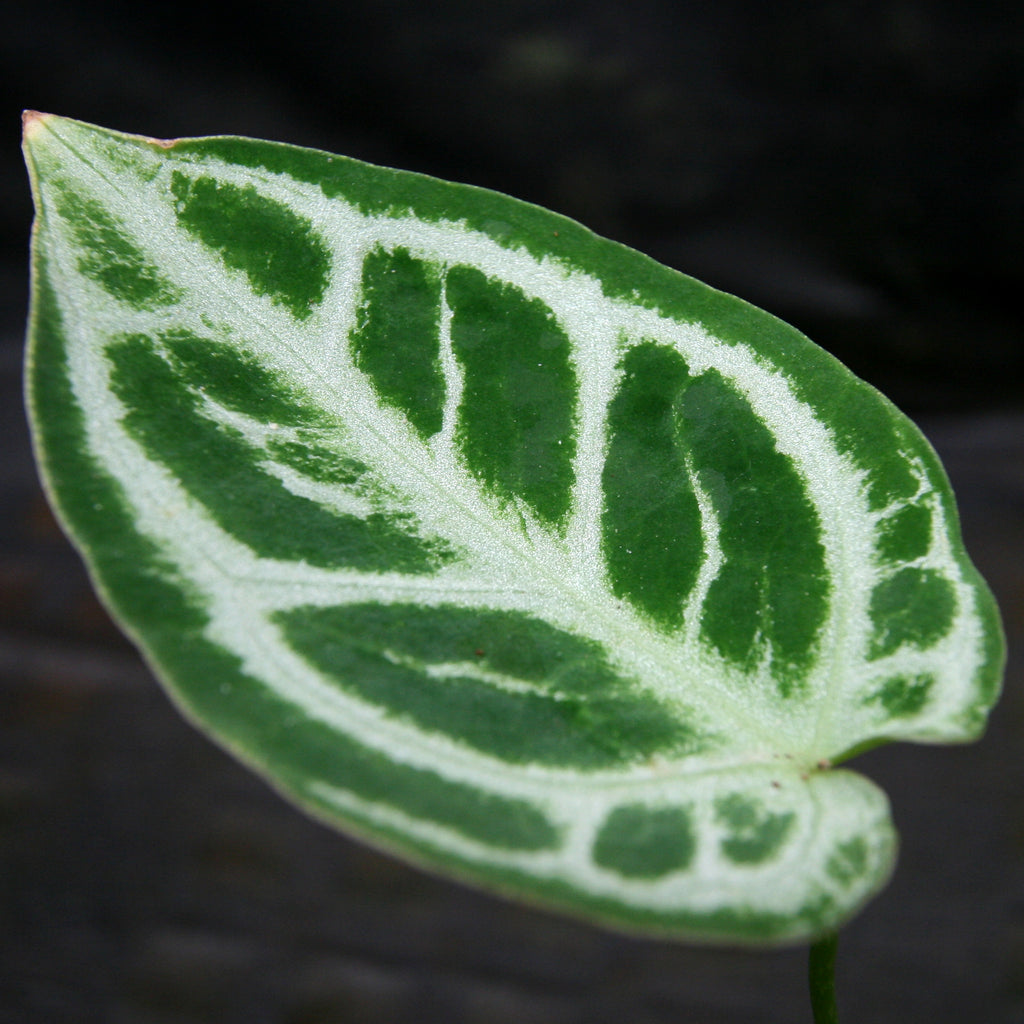 Anthurium 'Crystal Hope" – Carnivero