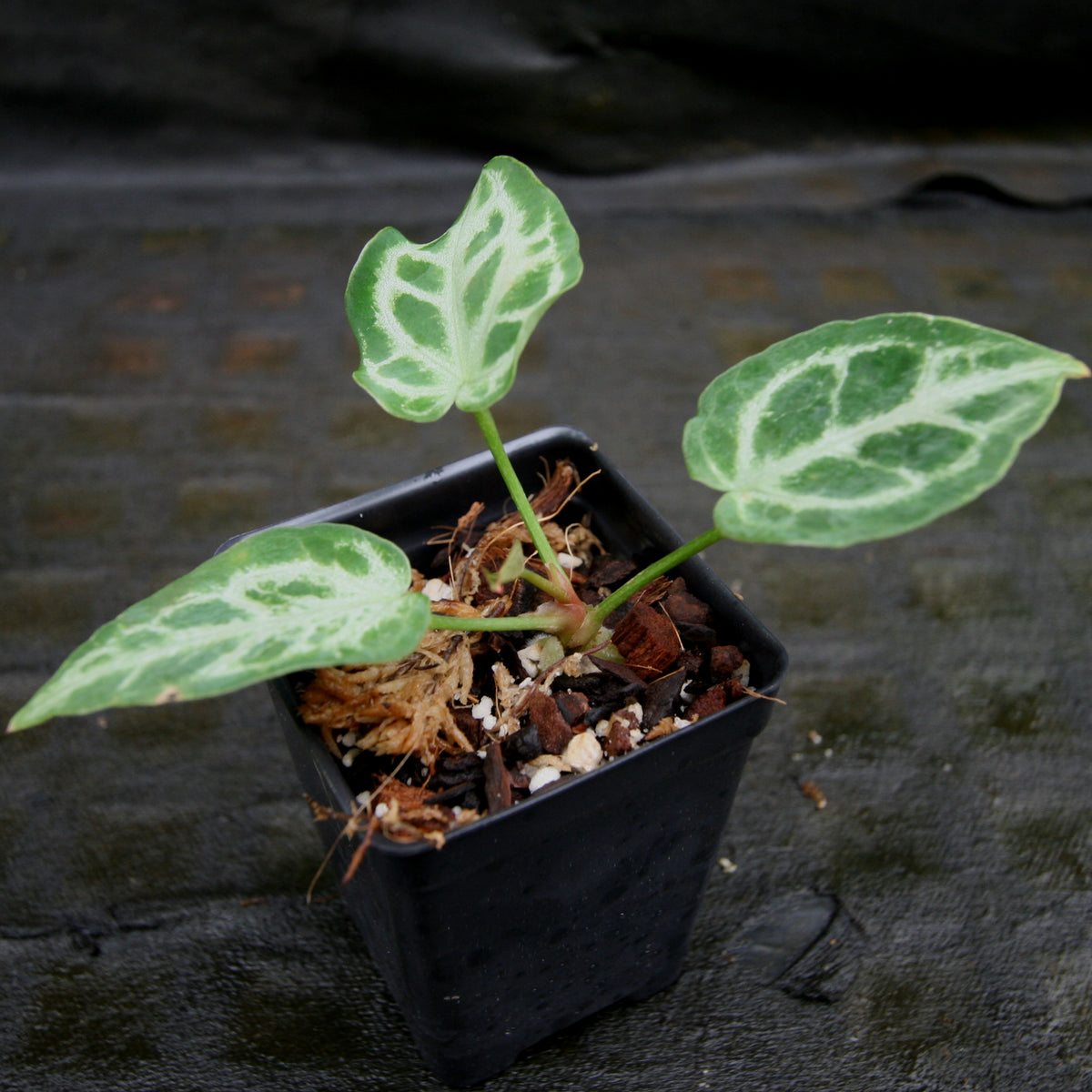 Anthurium 'Crystal Hope" – Carnivero