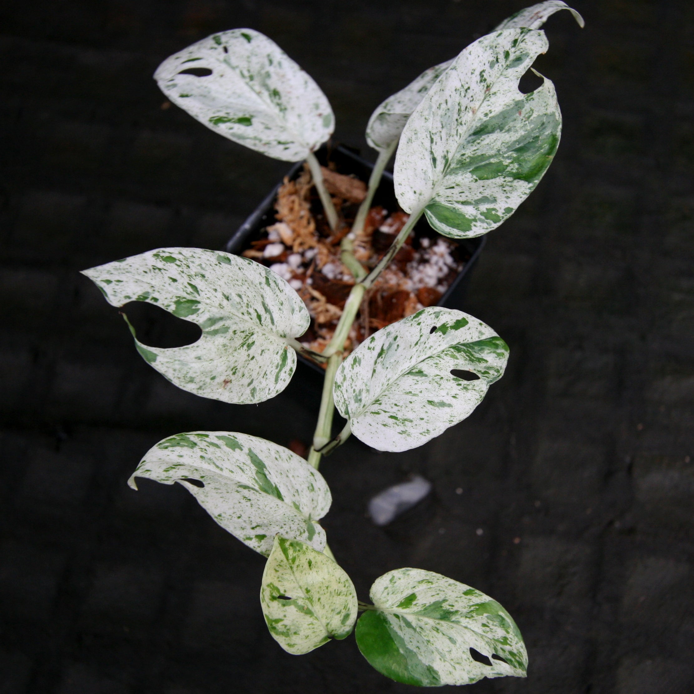 Epipremnum pinnatum marble – Carnivero