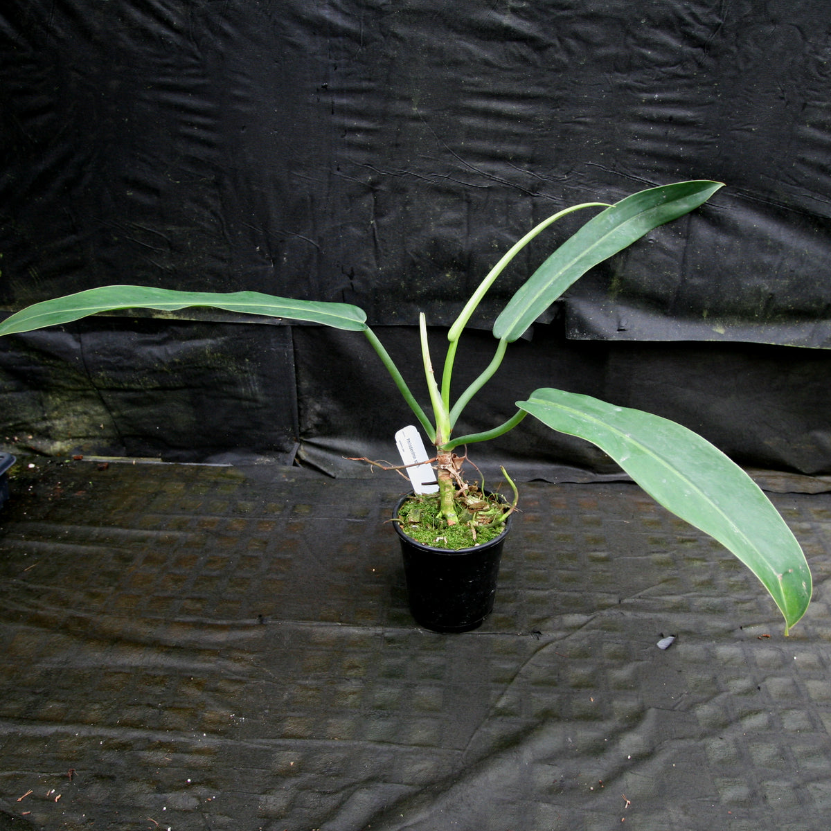 Philodendron sp. 5 – Carnivero