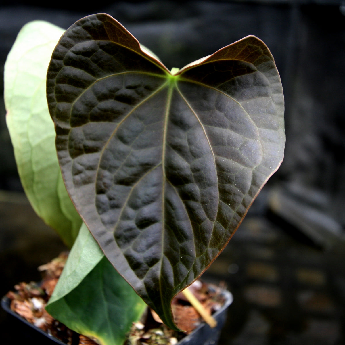 Anthurium forgetii 'Silver' x debilis, CAR-0228 – Carnivero