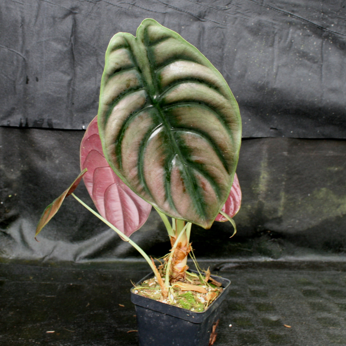 Alocasia cuprea 'Red Secret', Jewel Alocasia – Carnivero