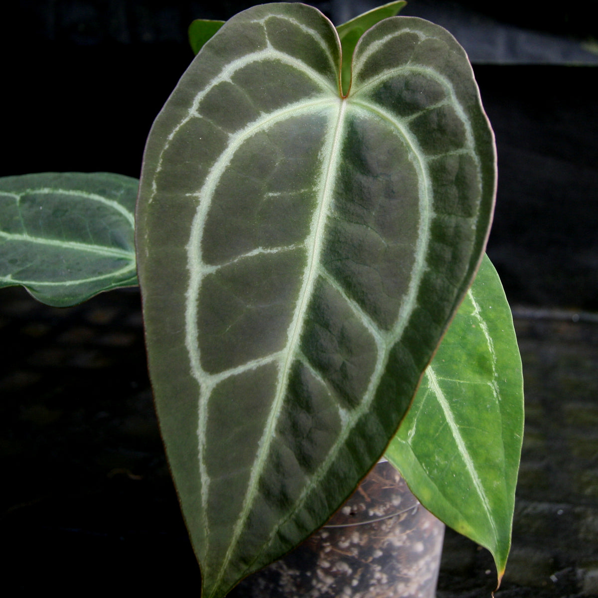 Anthurium Blue magnificum – Carnivero