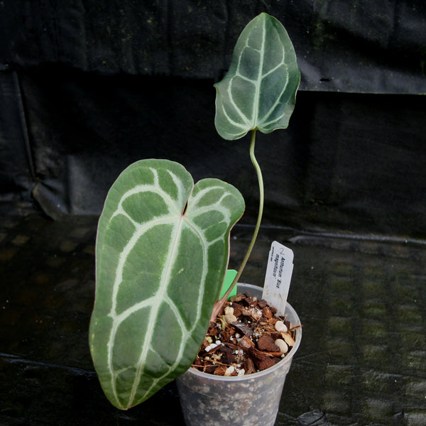 Anthurium Blue magnificum – Carnivero