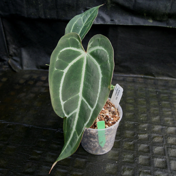 Anthurium Blue magnificum – Carnivero