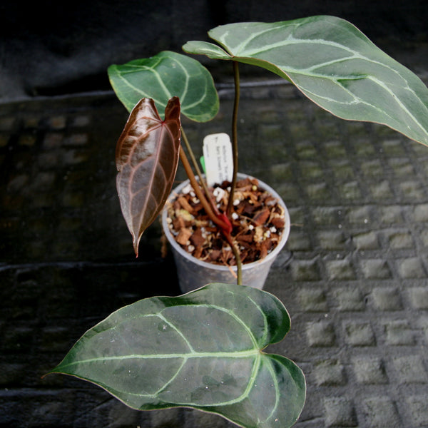 Blue Anthurium