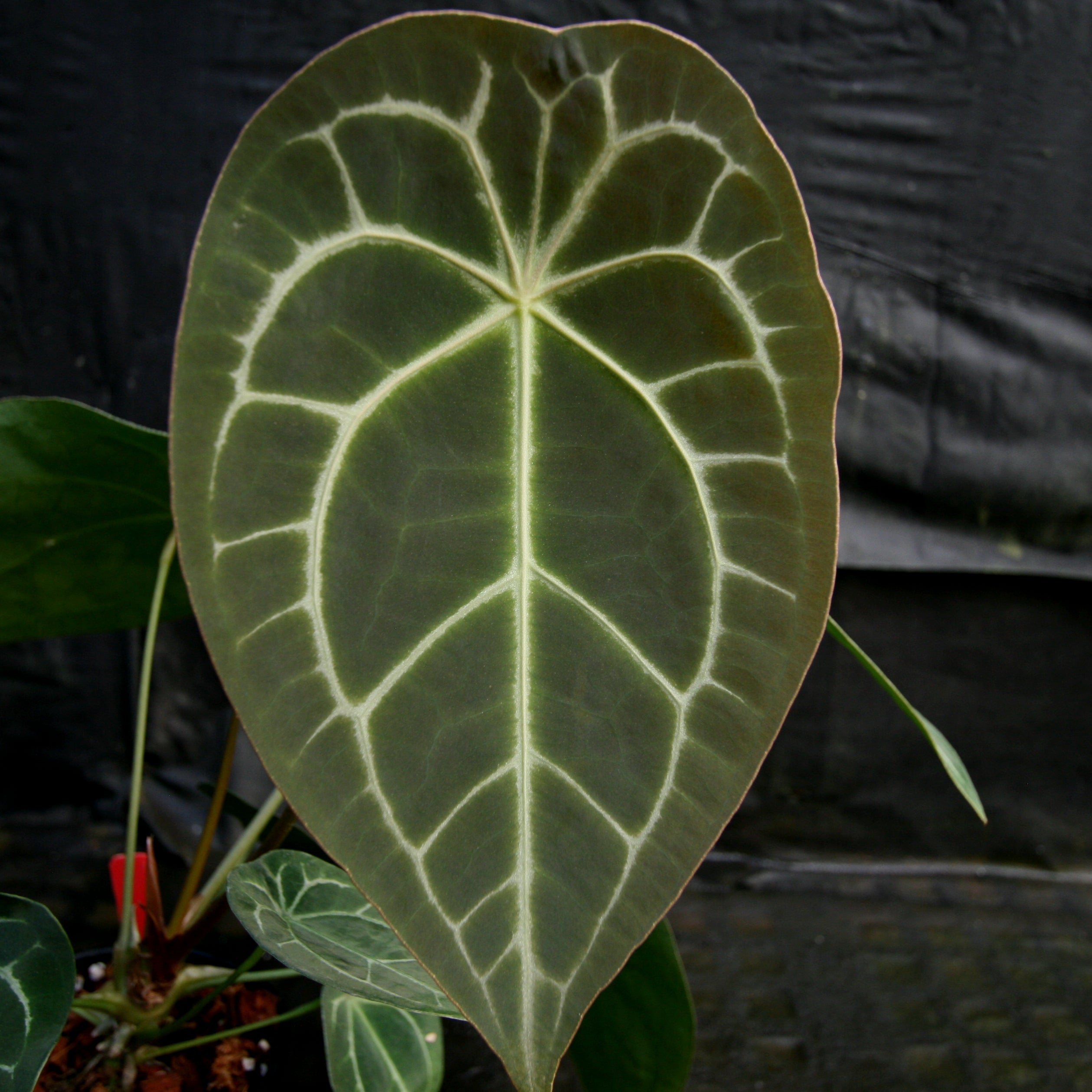 Anthurium FTG crystallinum x forgetii – Carnivero