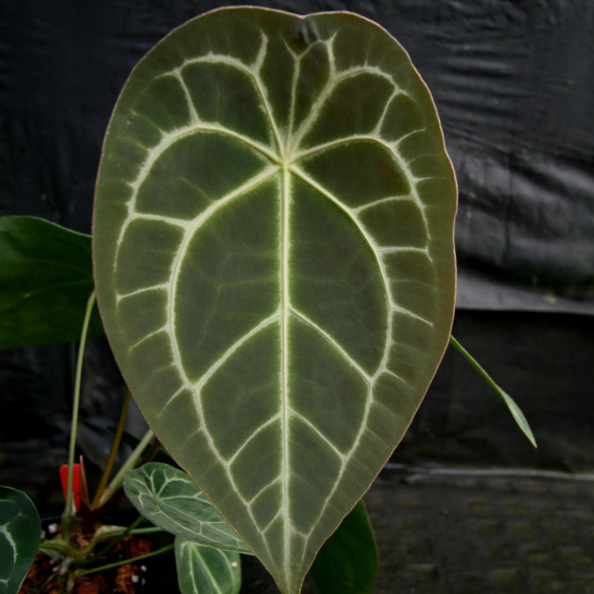 Anthurium FTG crystallinum x forgetii – Carnivero