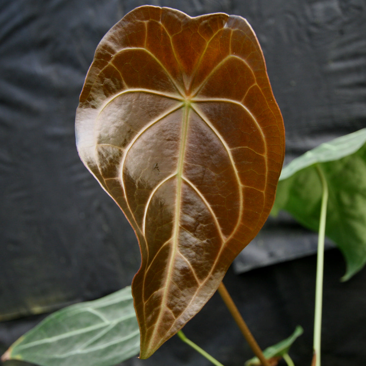 Anthurium FTG crystallinum x forgetii – Carnivero