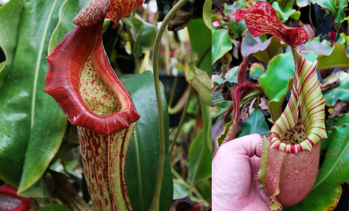 Nepenthes {maxima Pieriensis x [(lowii x veitchii) x boschiana]} x vei ...