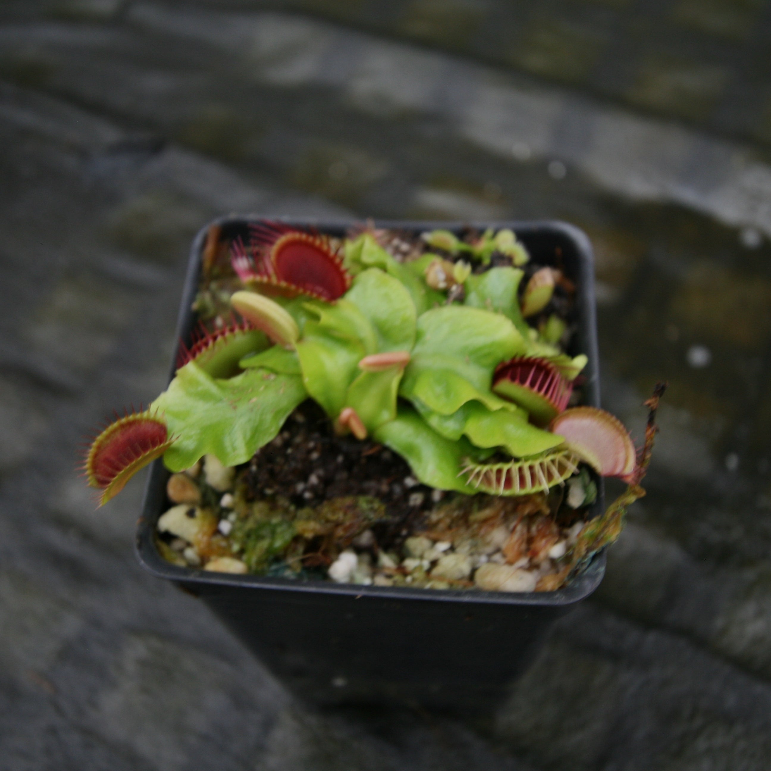Venus Flytrap- Dionaea muscipula "Purple Ambush" – Carnivero