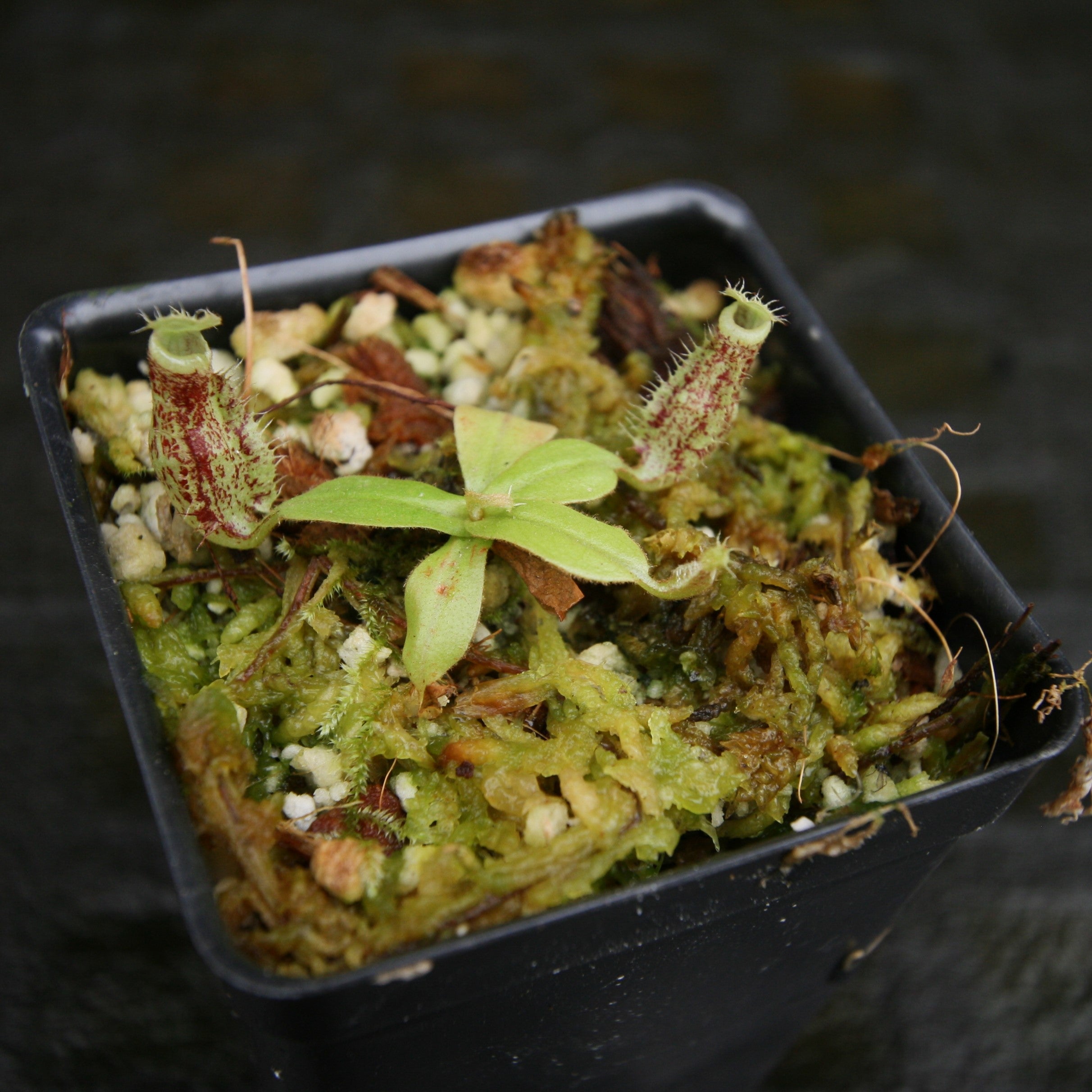Nepenthes [(Viking x ampullaria) x northiana] x ampullaria 'Black Mira ...