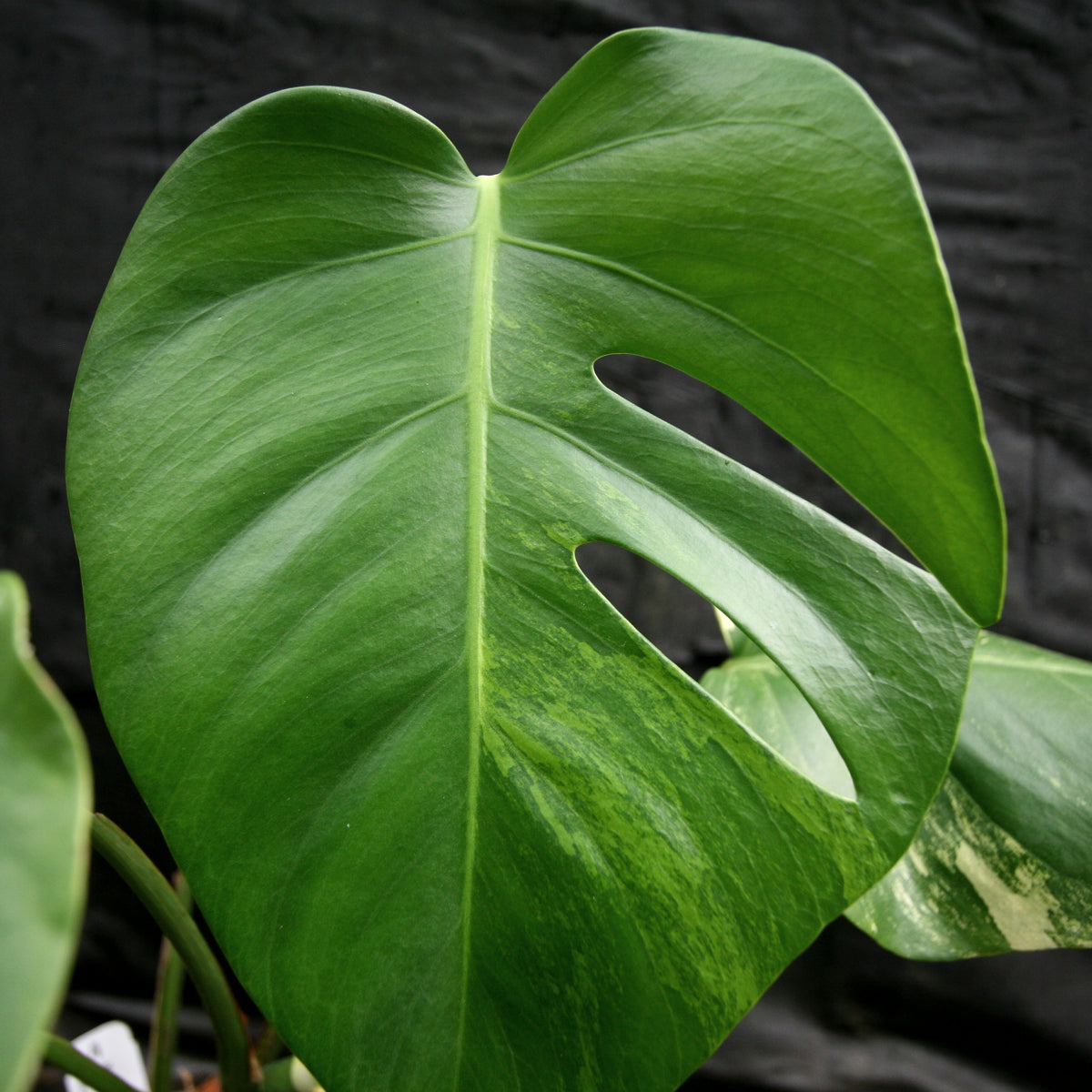 Monstera deliciosa aurea – Carnivero